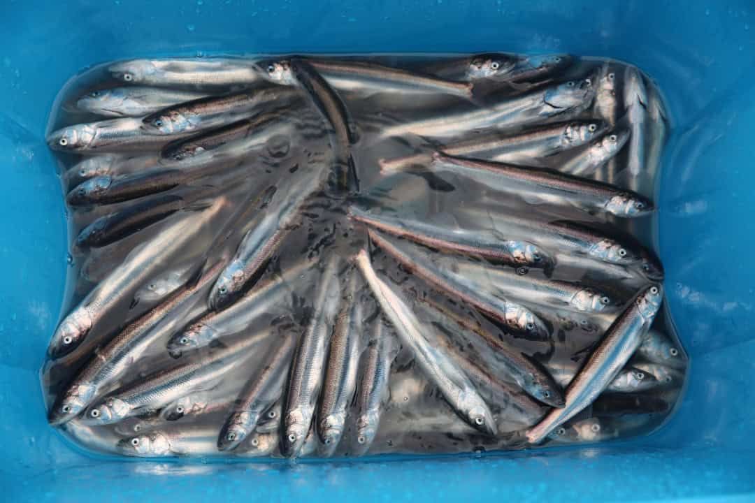 Sharing Fish Fills Bellies and Hearts - Southcentral Foundation