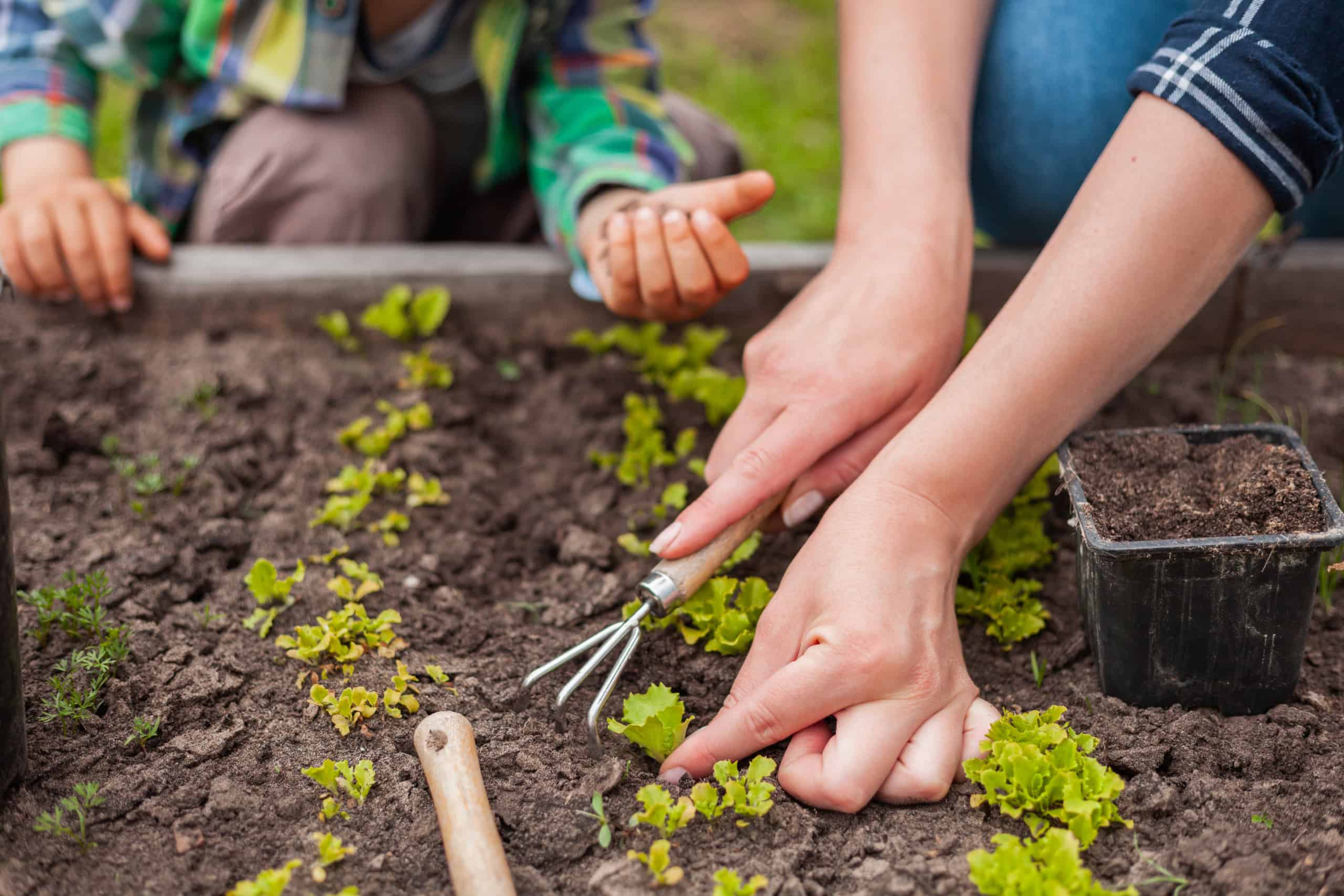 Get Your Garden Growing This Spring - Southcentral Foundation